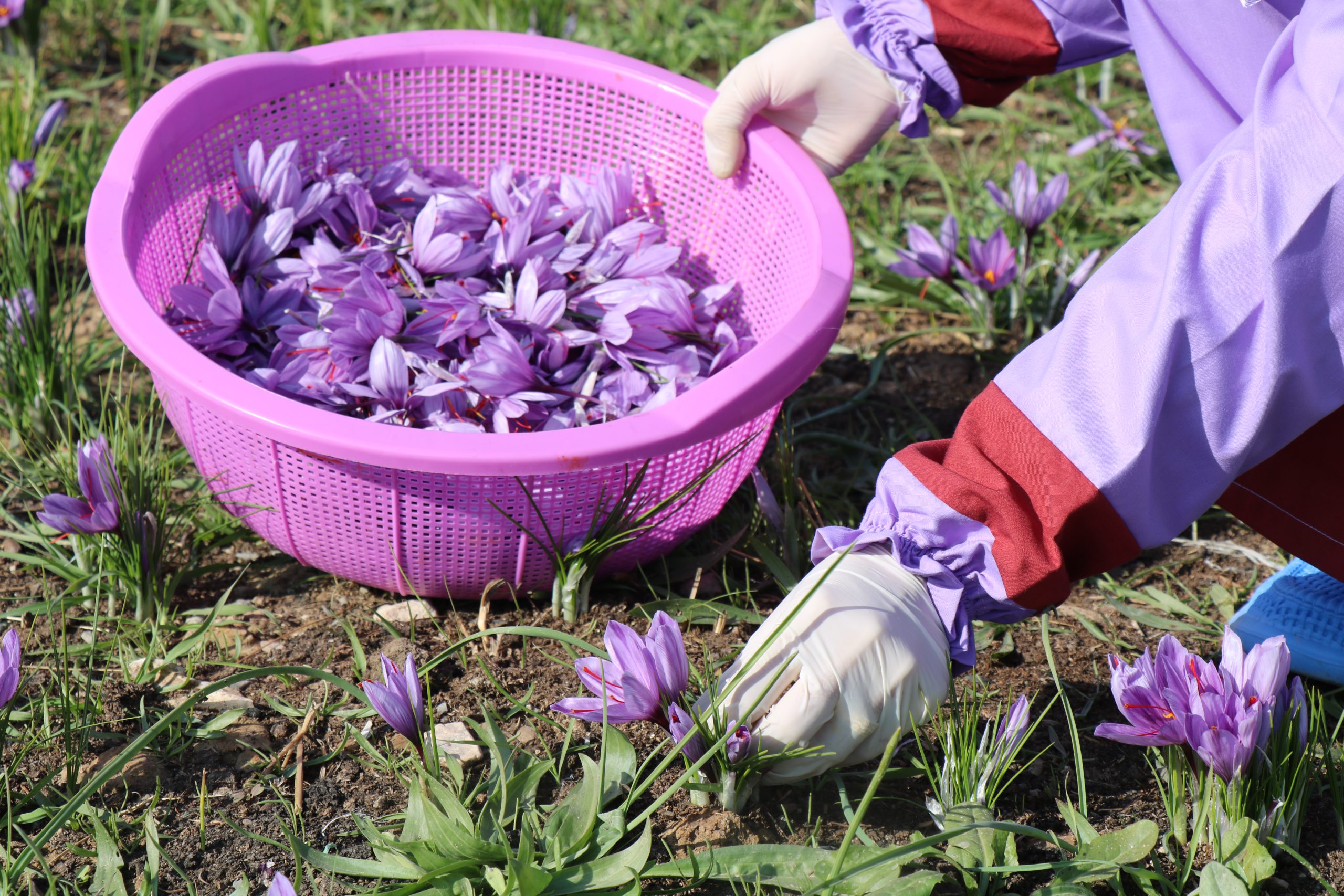 Rumi Saffron: Buy Authentic Afghan Saffron in Australia
